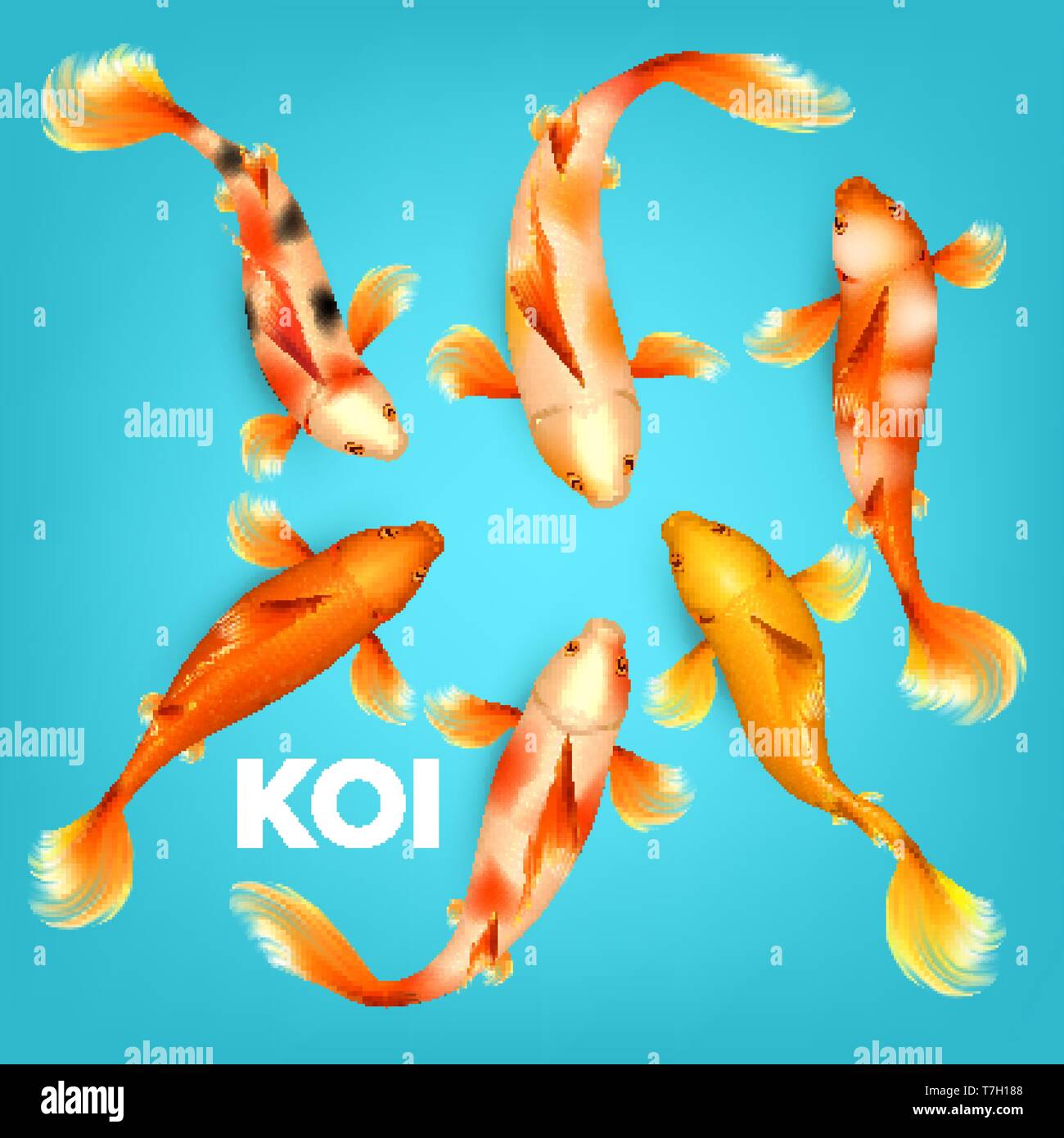 Different Colors Of Koi Exotic Fish Set Vector Stock Vector Image & Art ...