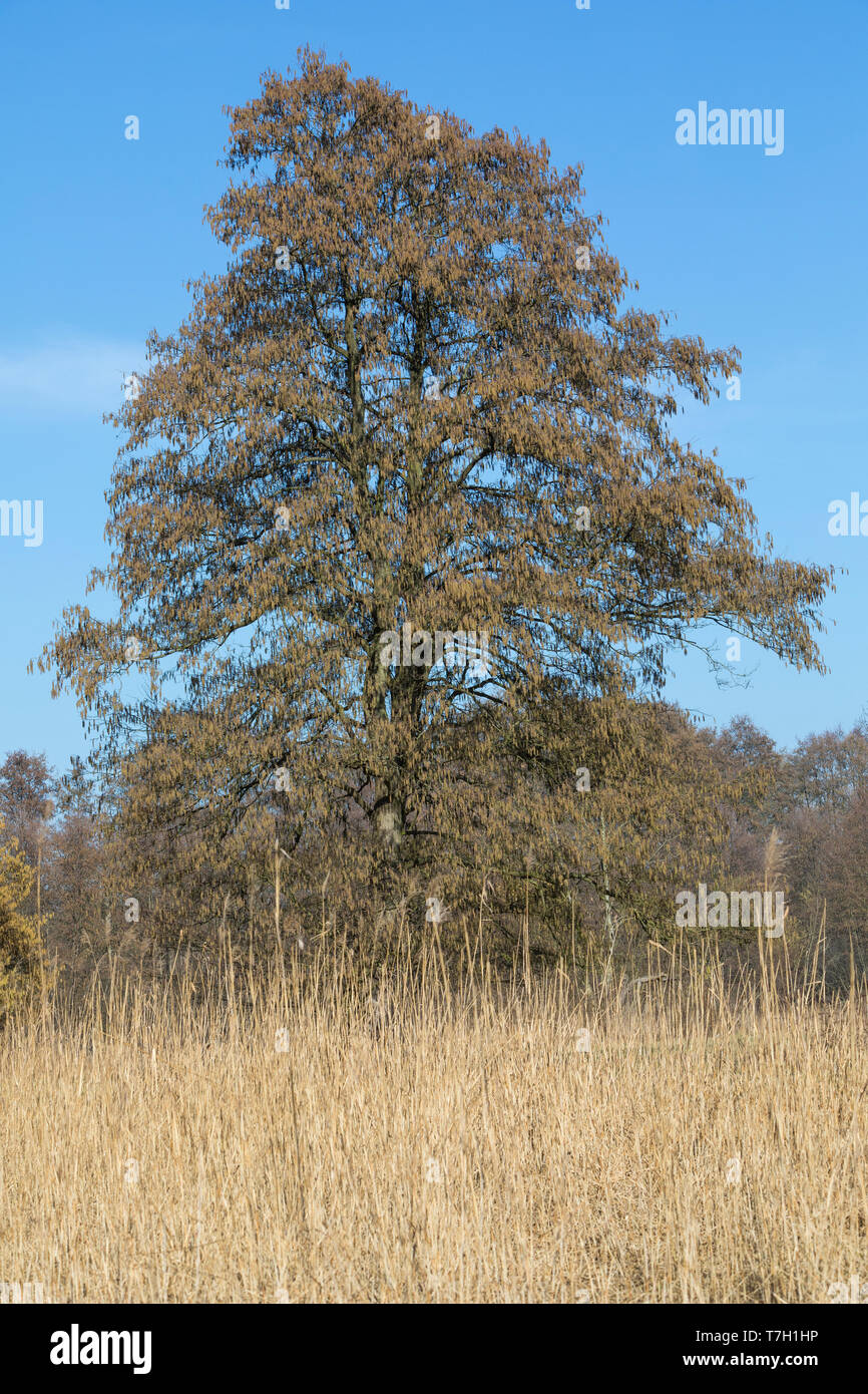 Schwarz-Erle, Schwarzerle, Erle, im Frühjahr blühend, Alnus glutinosa ...