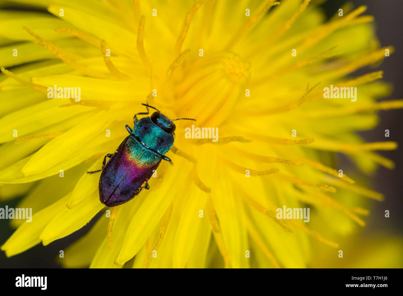 Splendour Beetles Stock Photos & Splendour Beetles Stock Images - Alamy