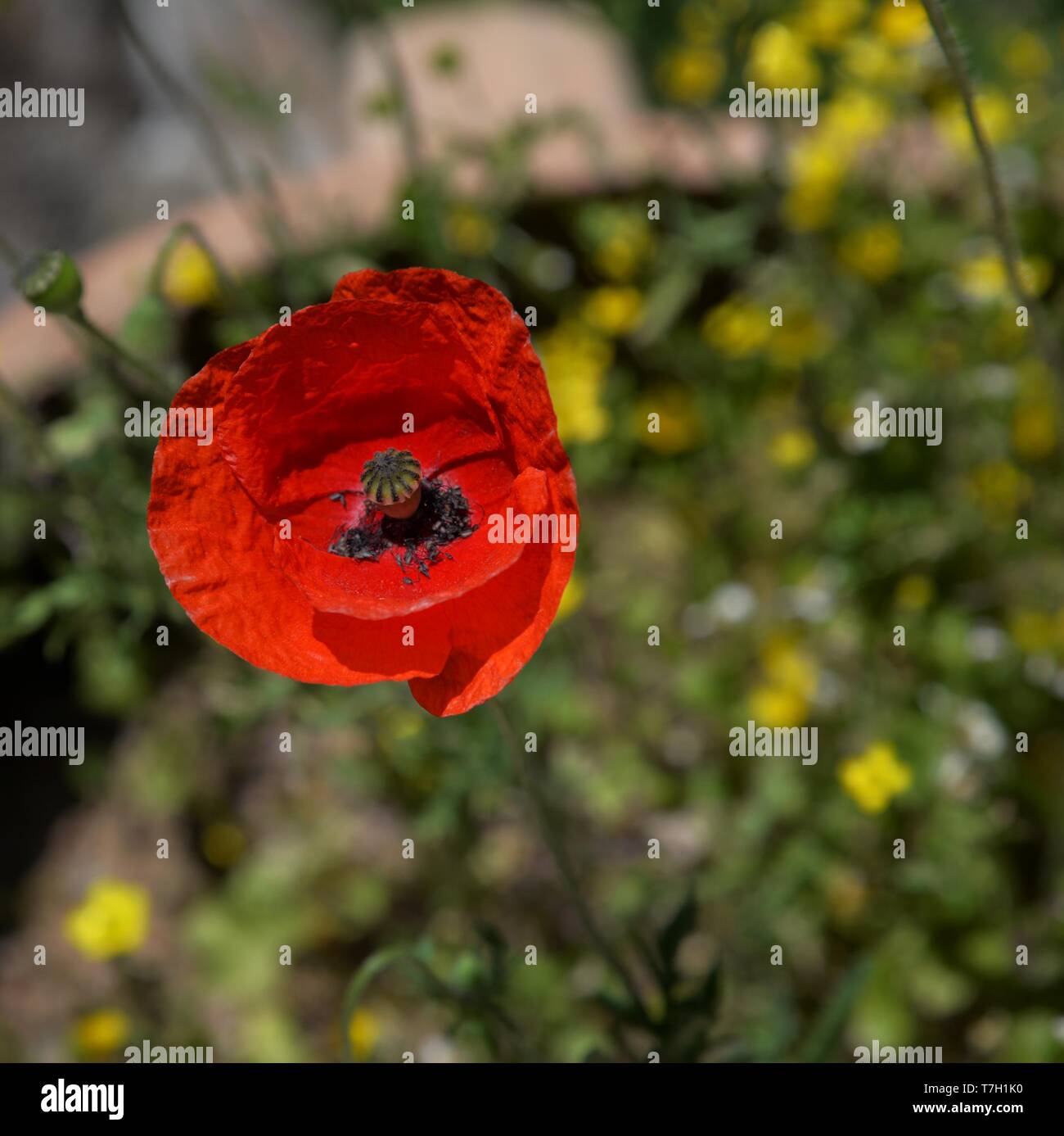 Red Poppy. (Papaver rhoeas Stock Photo - Alamy