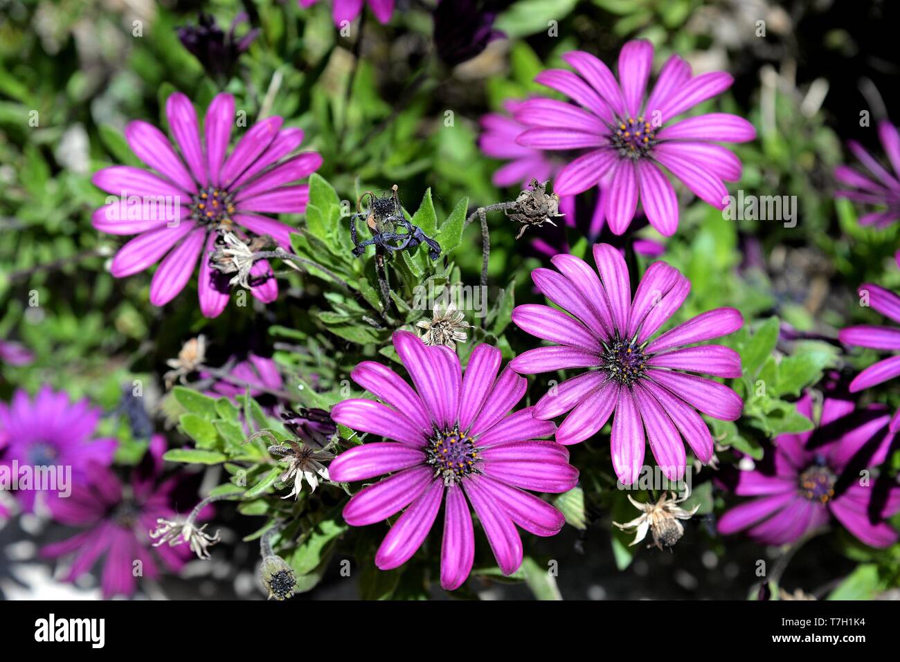 Purple daisies hi-res stock photography and images - Alamy