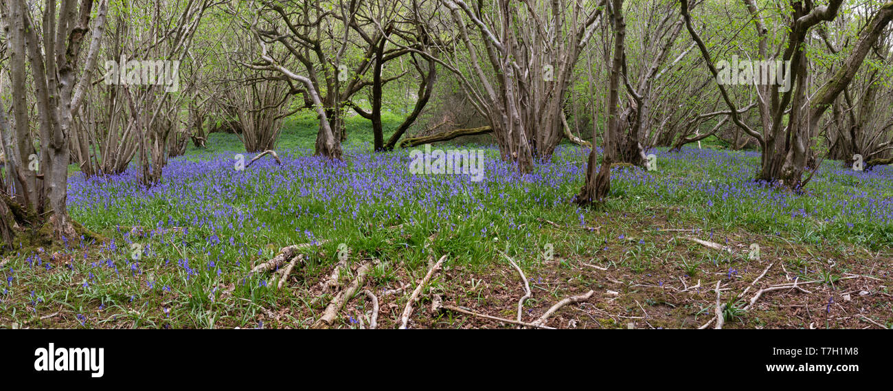 Hazel woods hi-res stock photography and images - Alamy