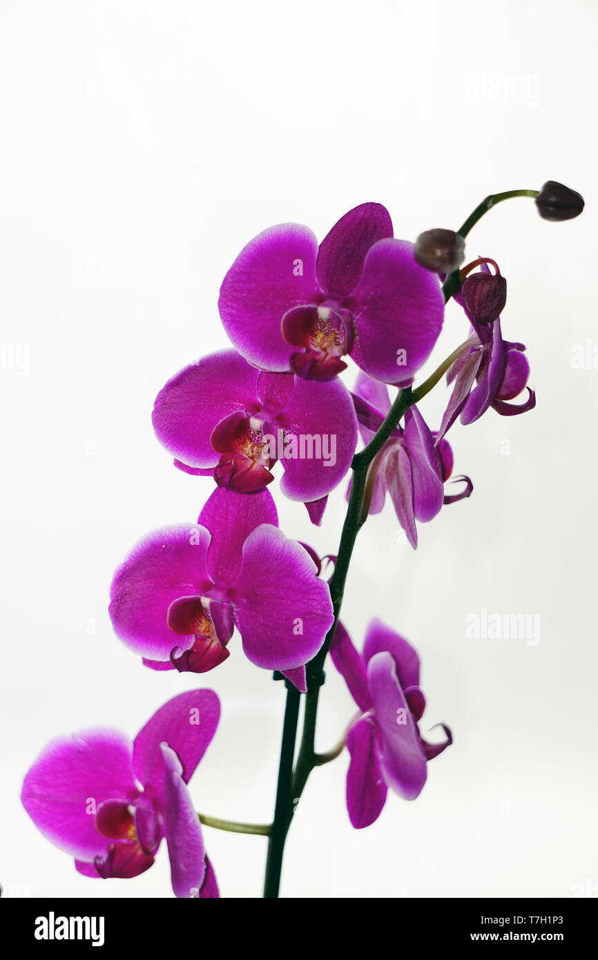 Orchid flowers texture background Stock Photo - Alamy