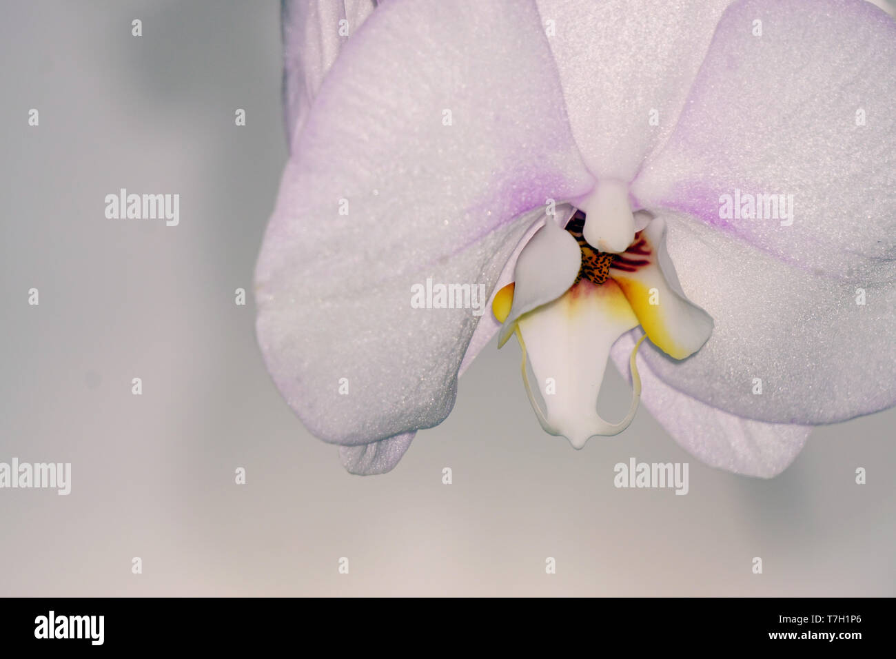 Orchid flowers texture background Stock Photo - Alamy