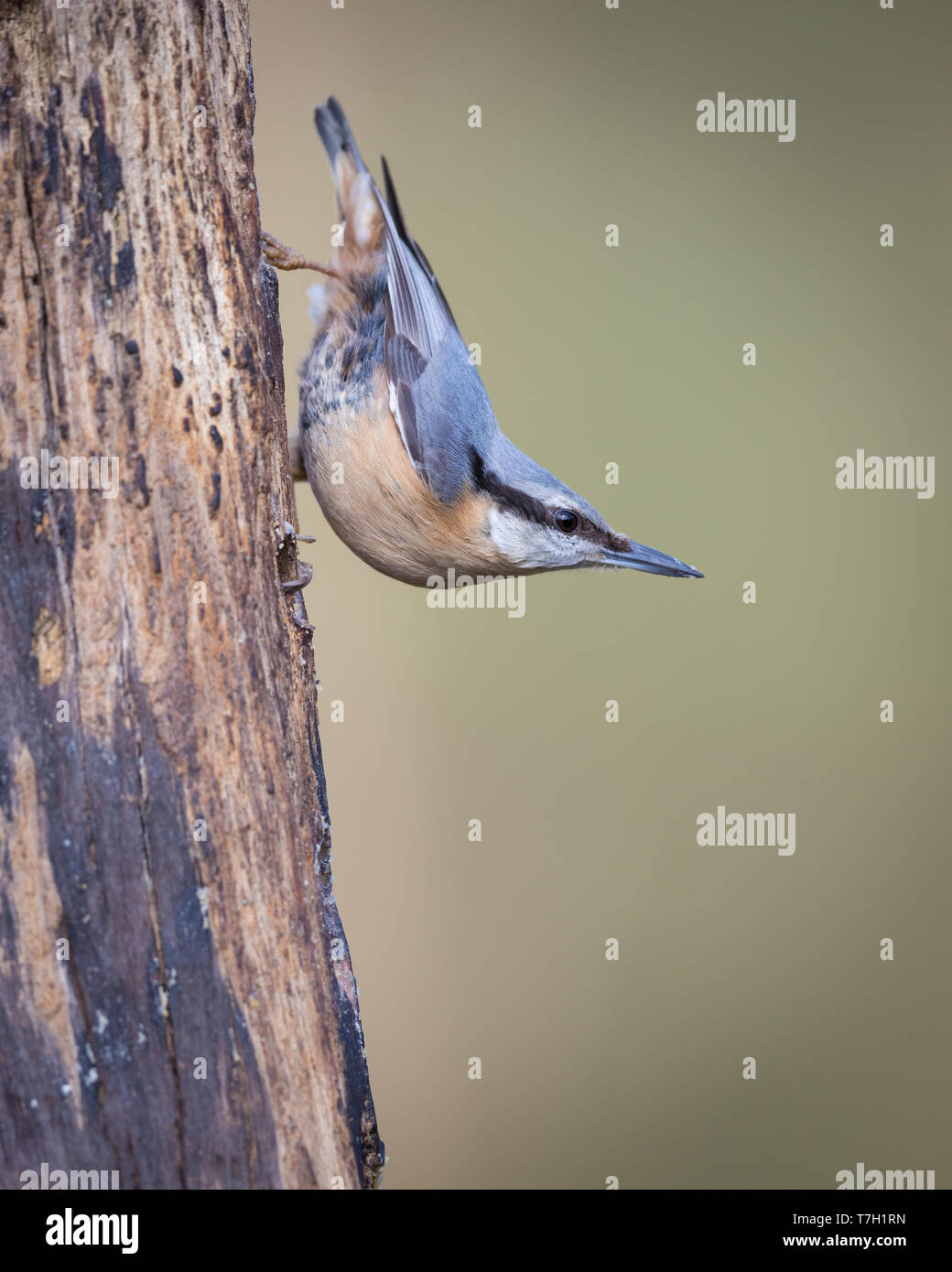 Climbing down a tree hi-res stock photography and images - Alamy