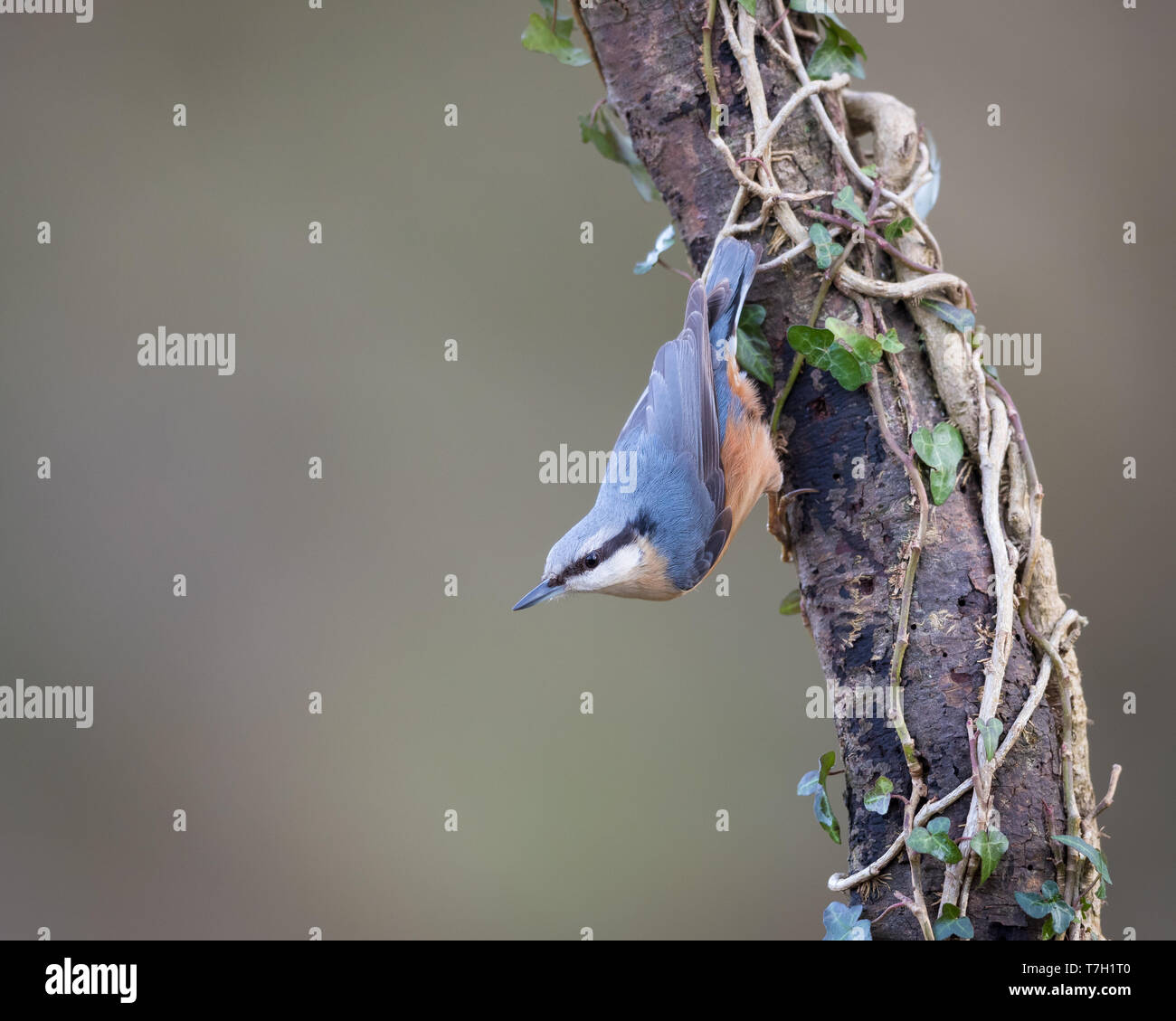 Nuthatch perched in tree hi-res stock photography and images - Alamy