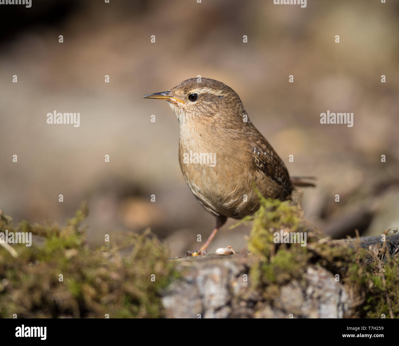 Wren feathers hi-res stock photography and images - Alamy