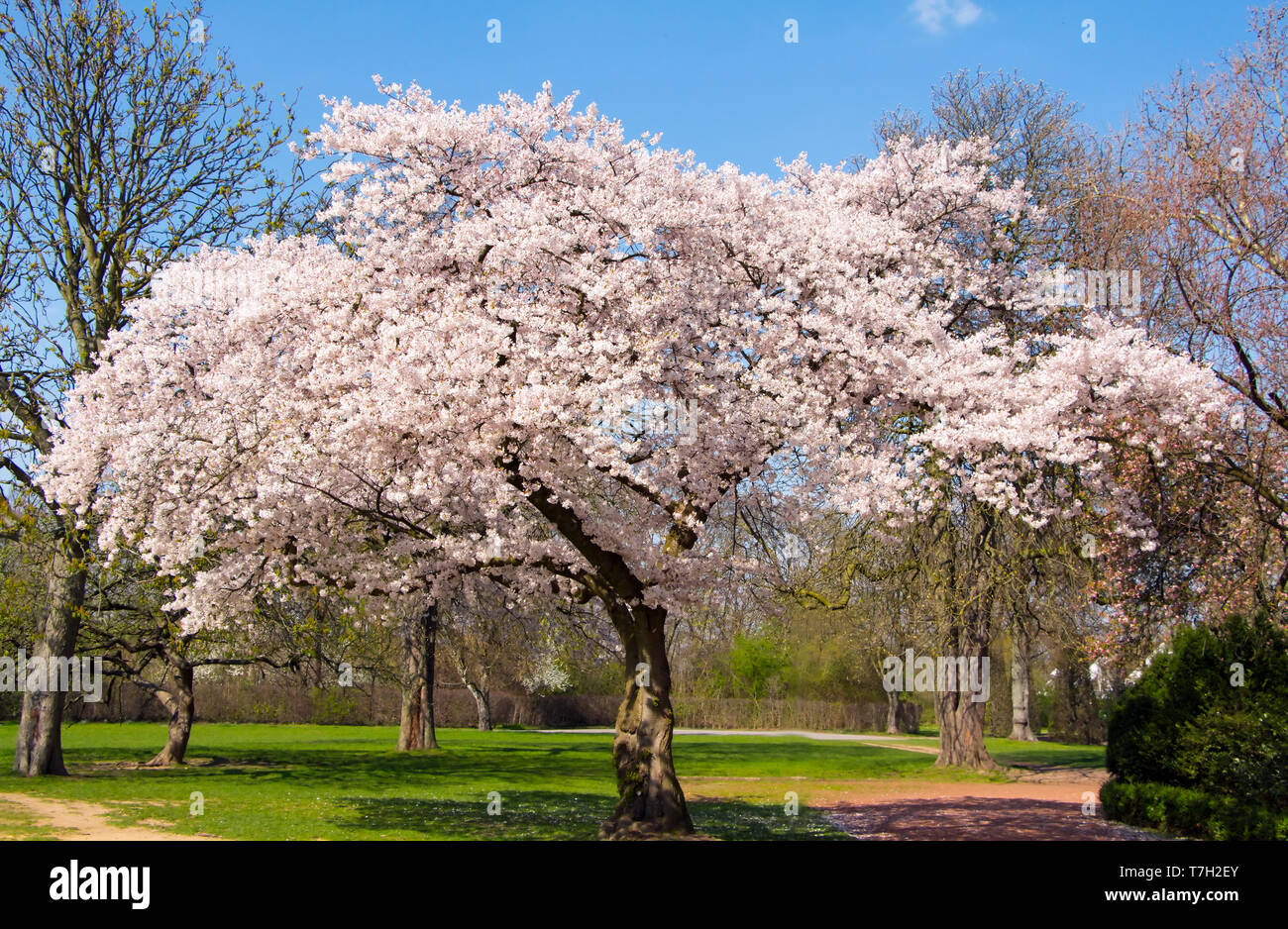 Spring in Germany. Mart in park of Dusseldorf Stock Photo - Alamy