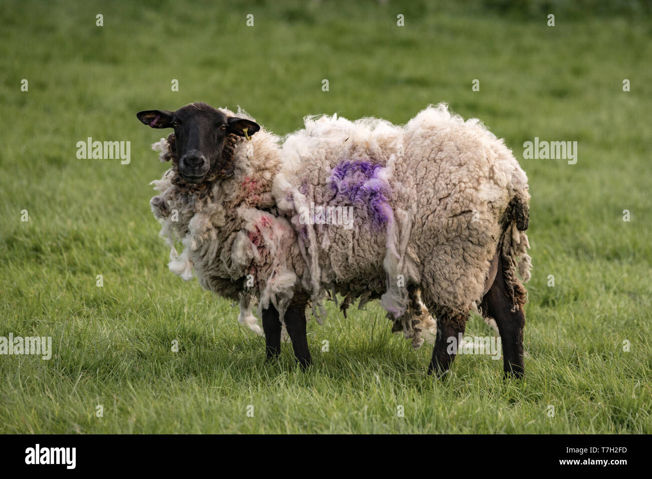 Sheep losing fleece hi-res stock photography and images - Alamy