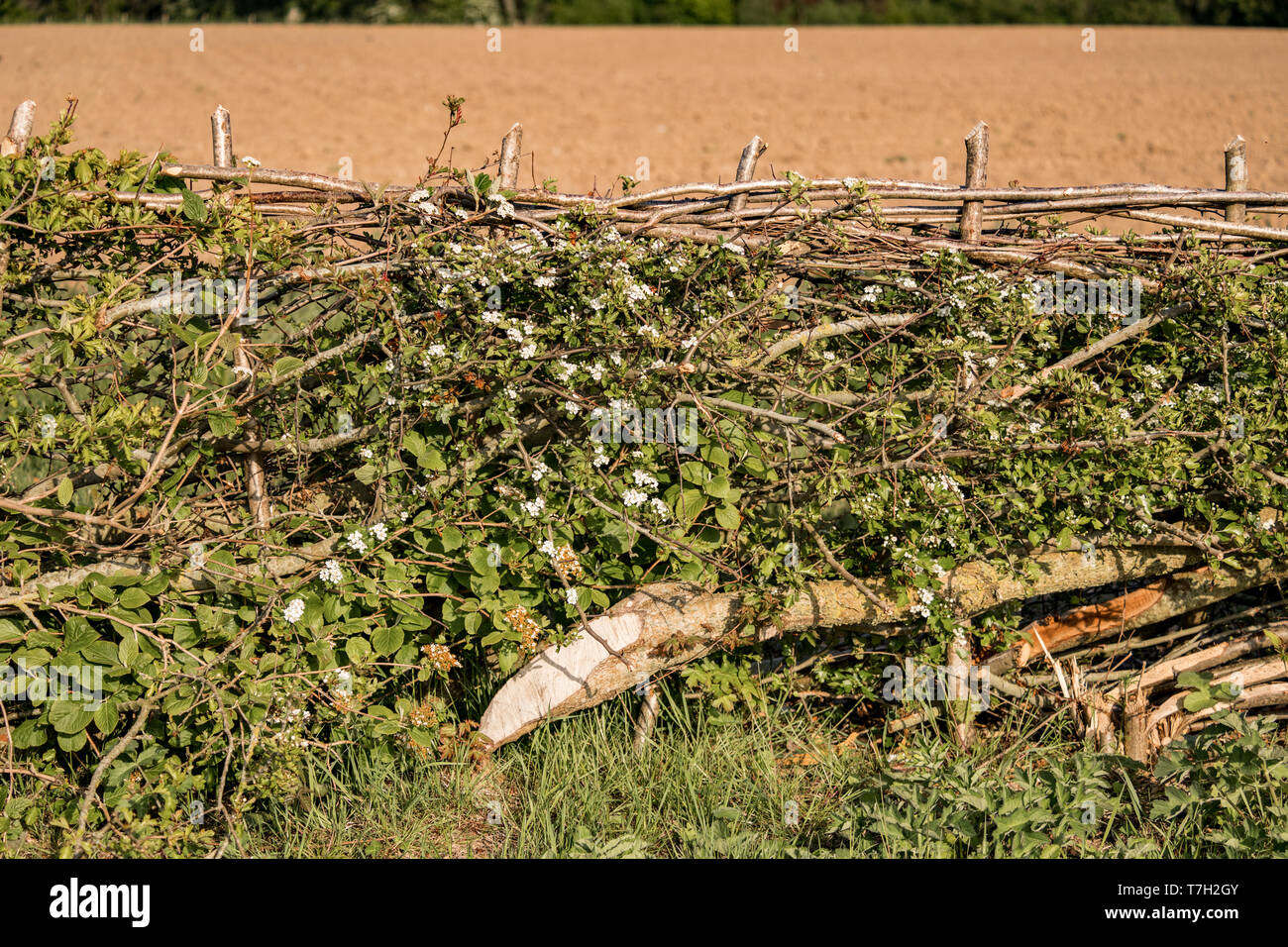 Hedge laying societies work hi-res stock photography and images - Alamy