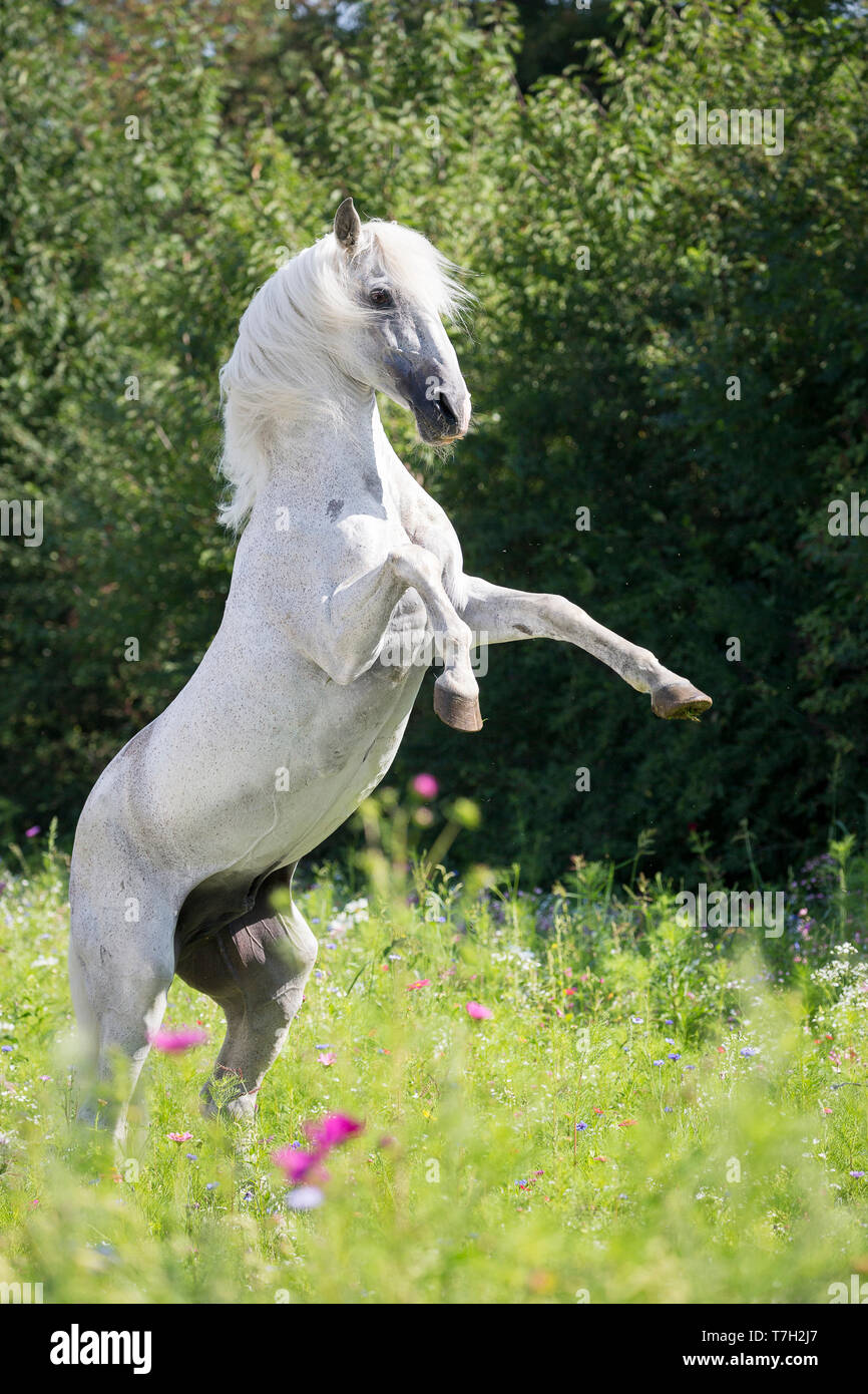 Alter Real. Gray stallion Hexeno rearing on a flowering meadow. Germany ...