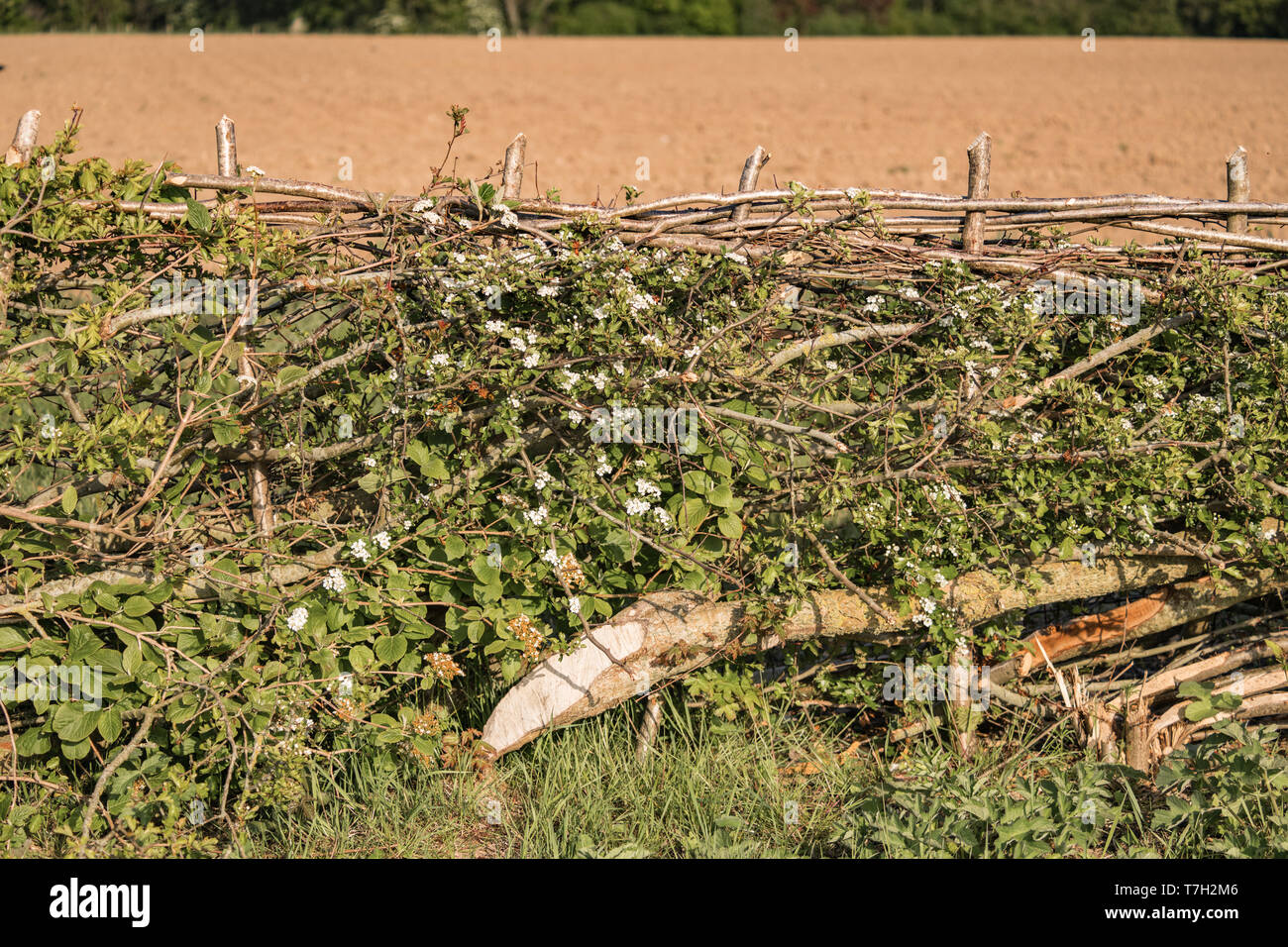Hazel hedge laying hi-res stock photography and images - Alamy