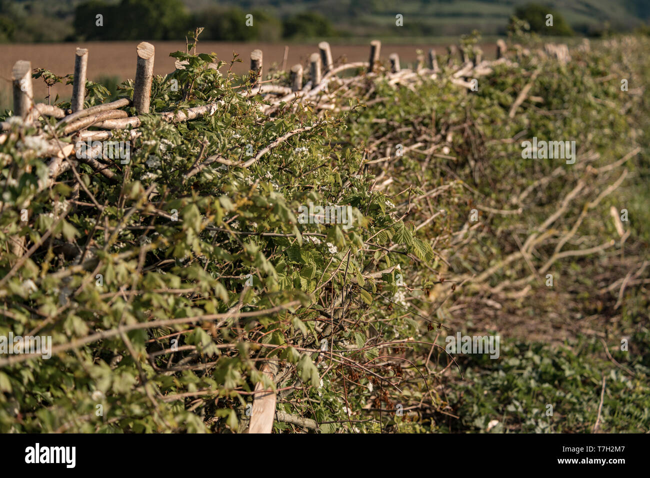 Cut and laid hedge hi-res stock photography and images - Alamy