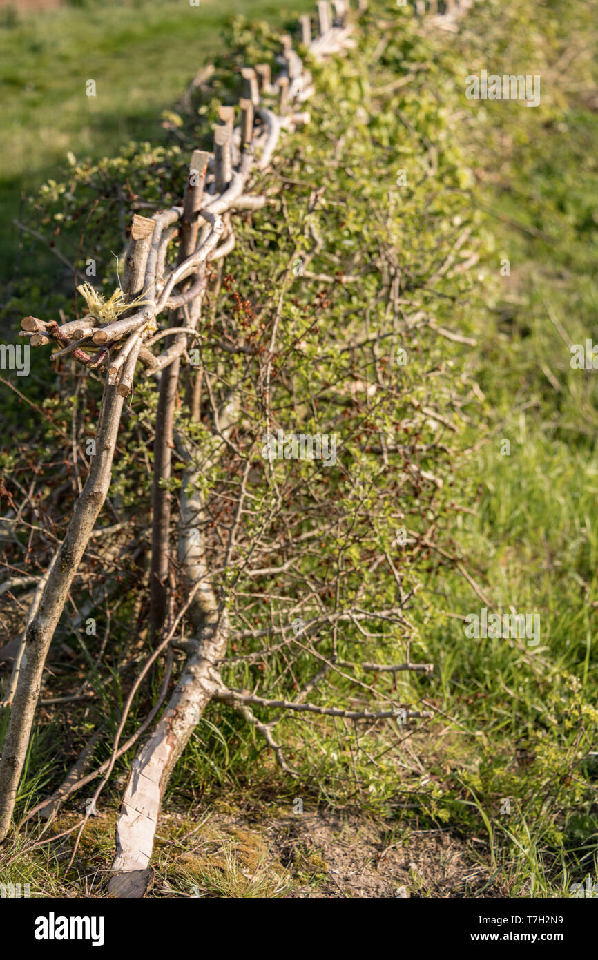 Weaving partly cut branches through the upright stems of a hi-res stock ...