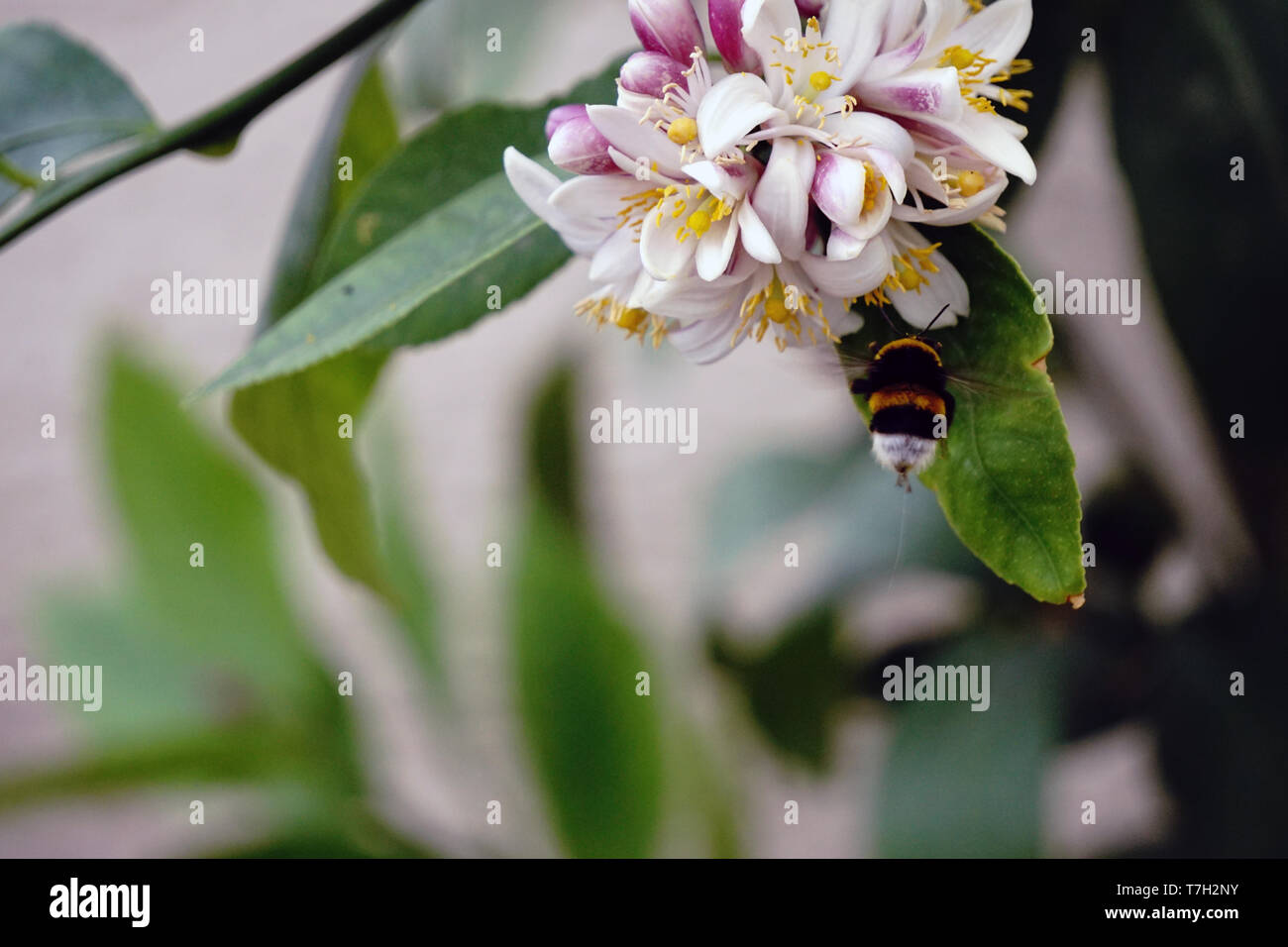 Close up lemon tree flower citrus hi-res stock photography and images ...