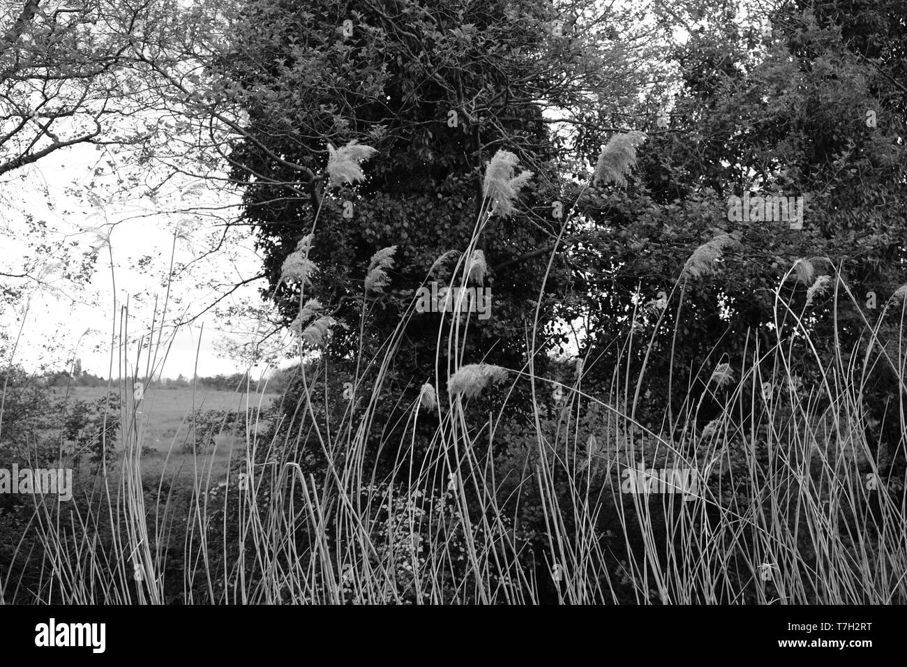 Black And White Bull Rushes High Resolution Stock Photography and ...
