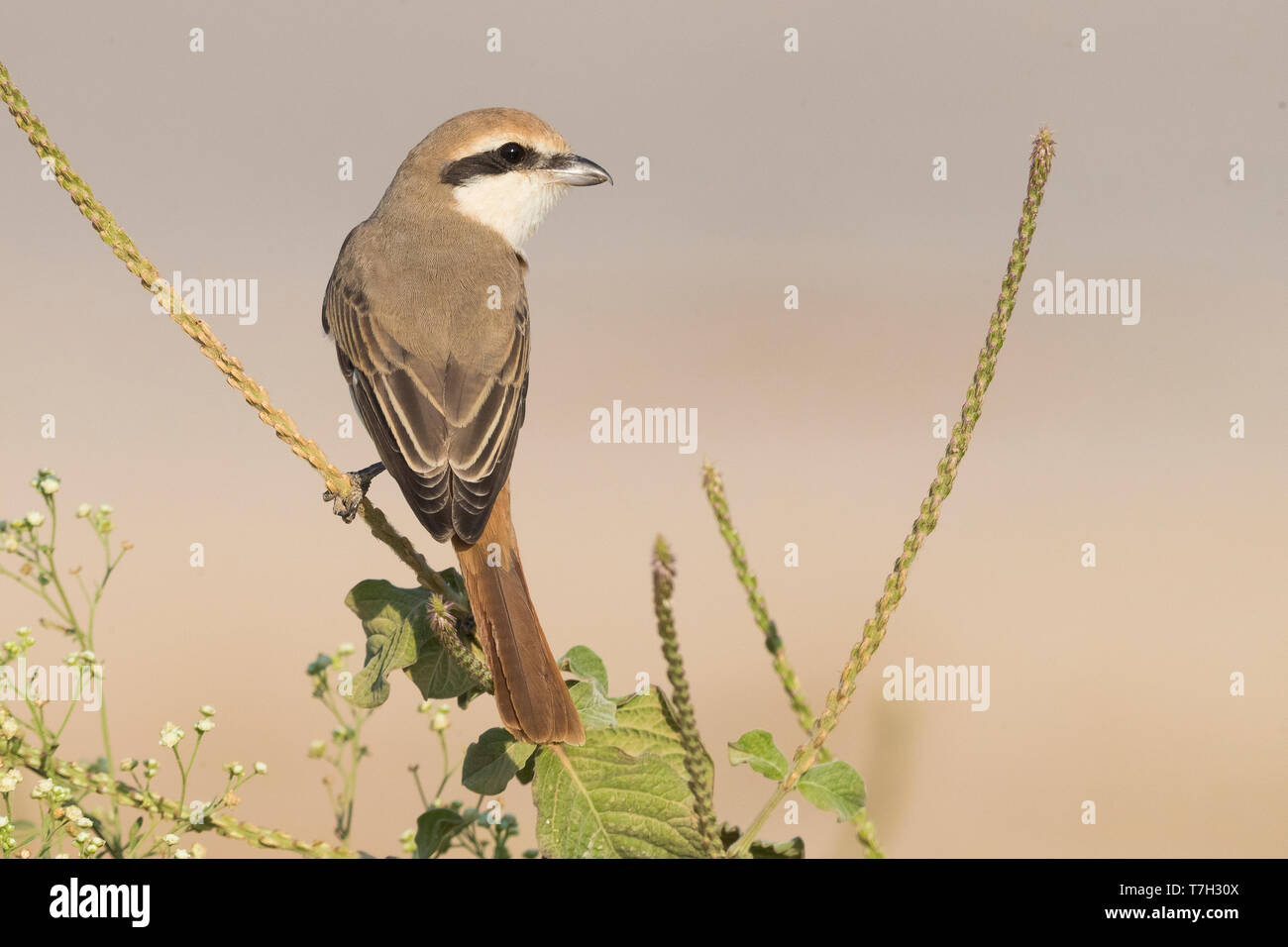 Red-tailed Shrike (Lanius phoenicuroides), adult perched on a stem ...