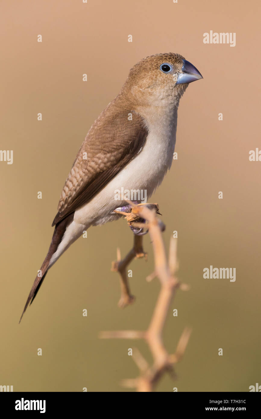 African silverbill hi-res stock photography and images - Alamy