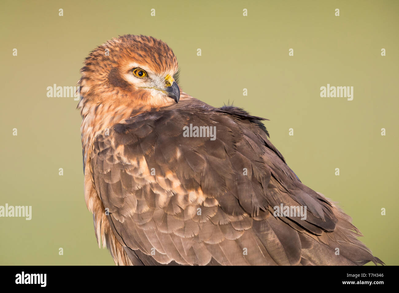 Montagus harrier circus pygargus adult female hi-res stock photography ...