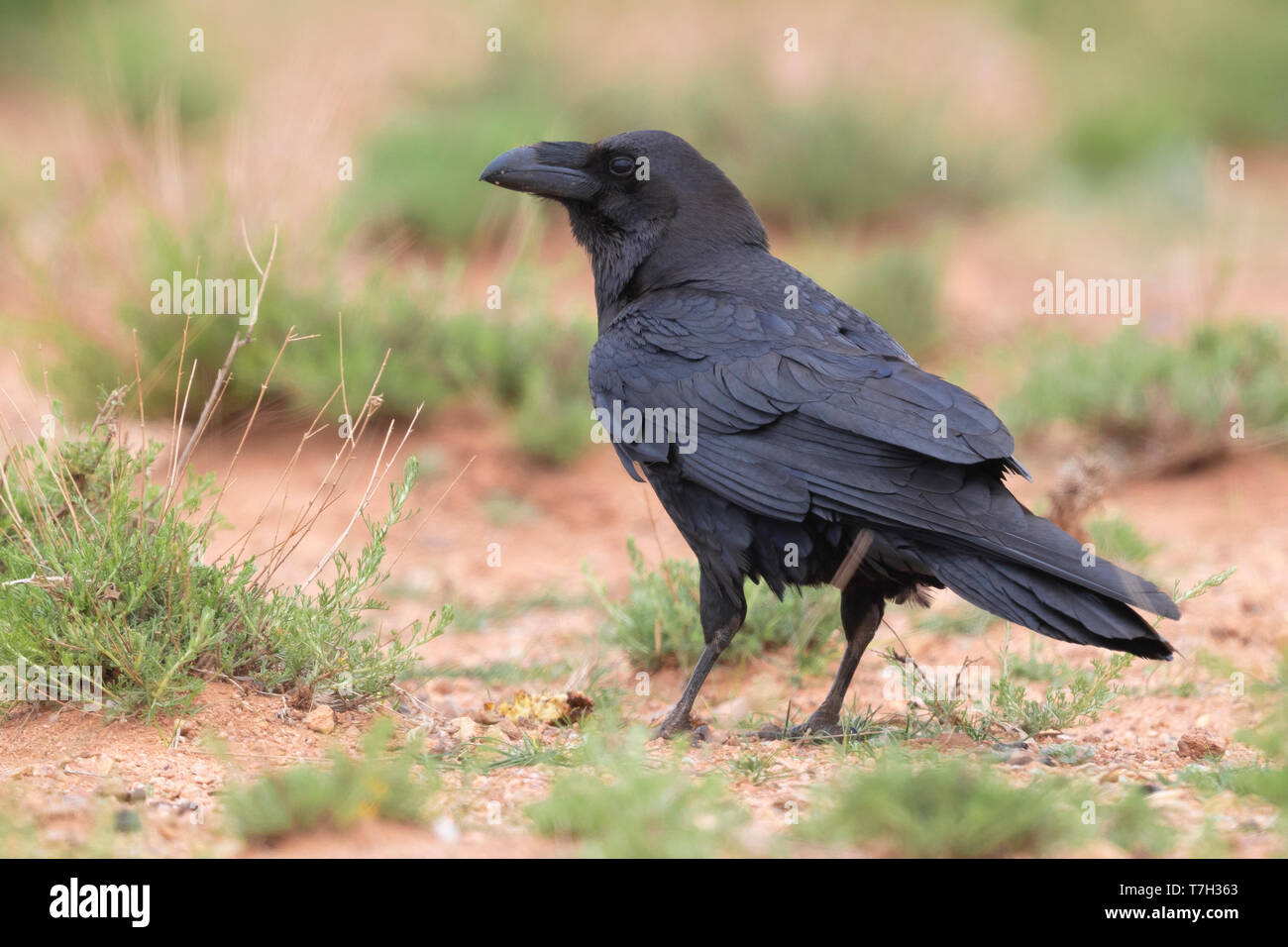 Corvux corax hi-res stock photography and images - Alamy