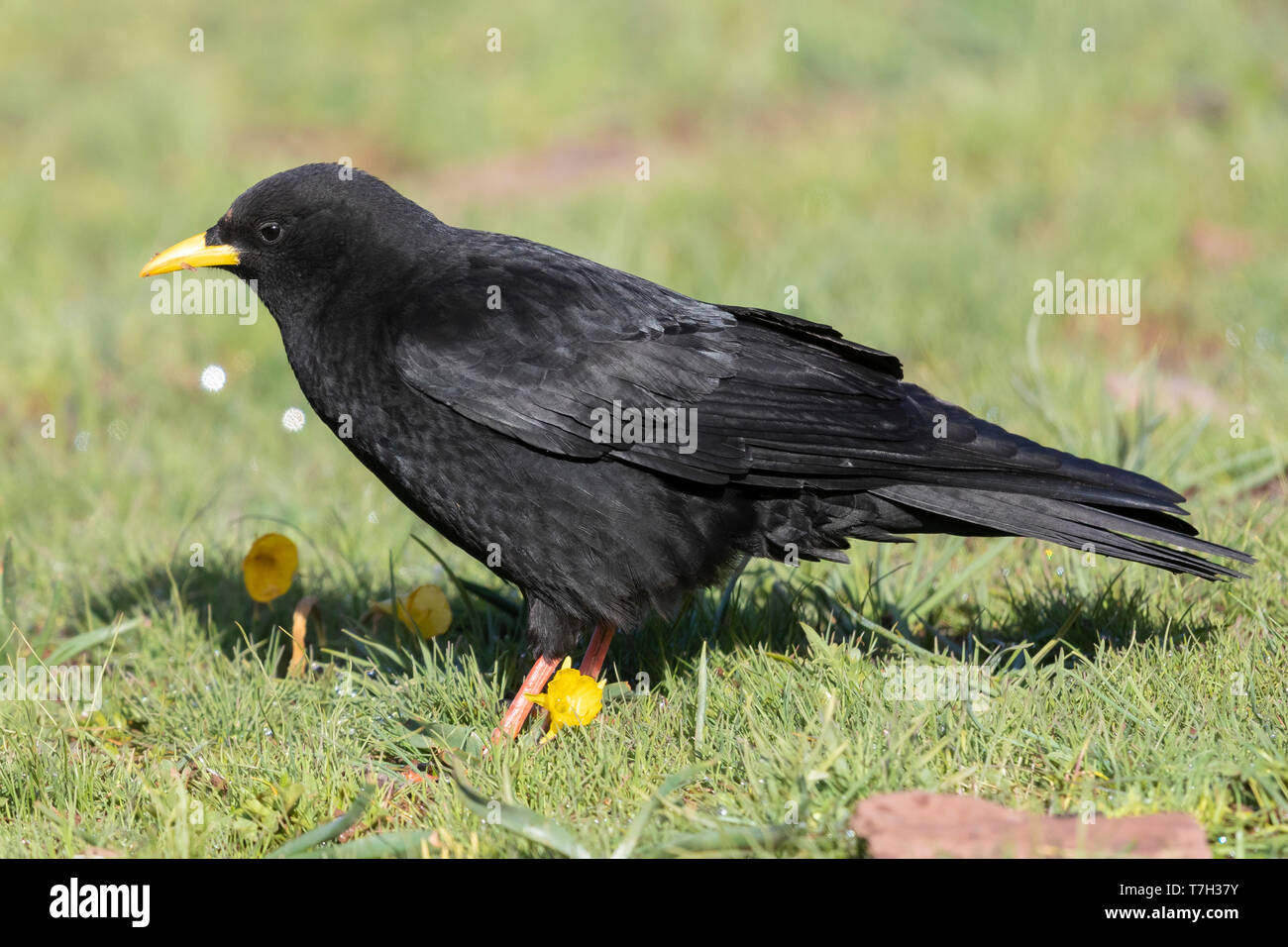 Alpine Chough (Pyrrhocorax graculus), side view of an adult standing on ...