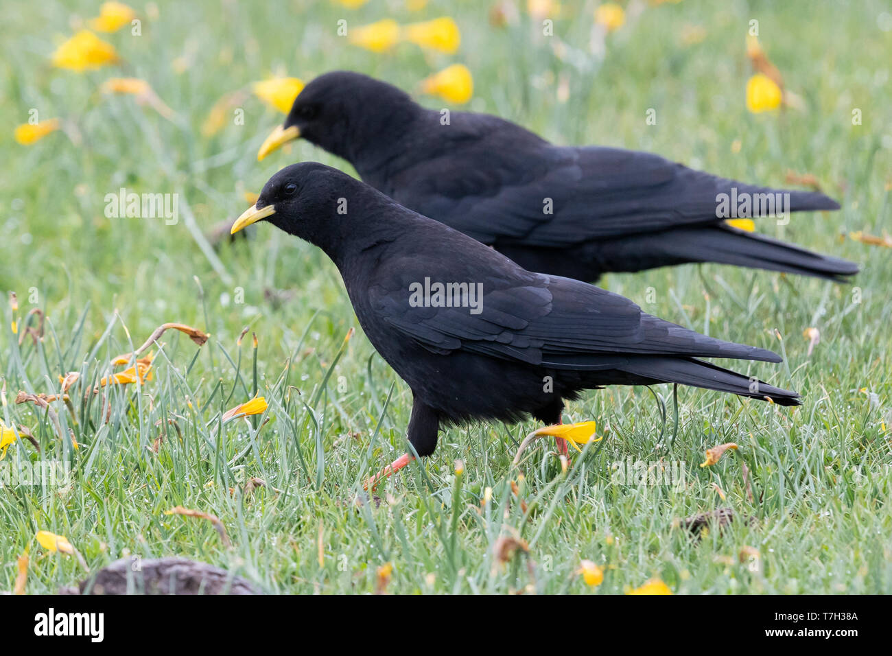Alpine Chough (Pyrrhocorax graculus), side view of two birds walking on ...