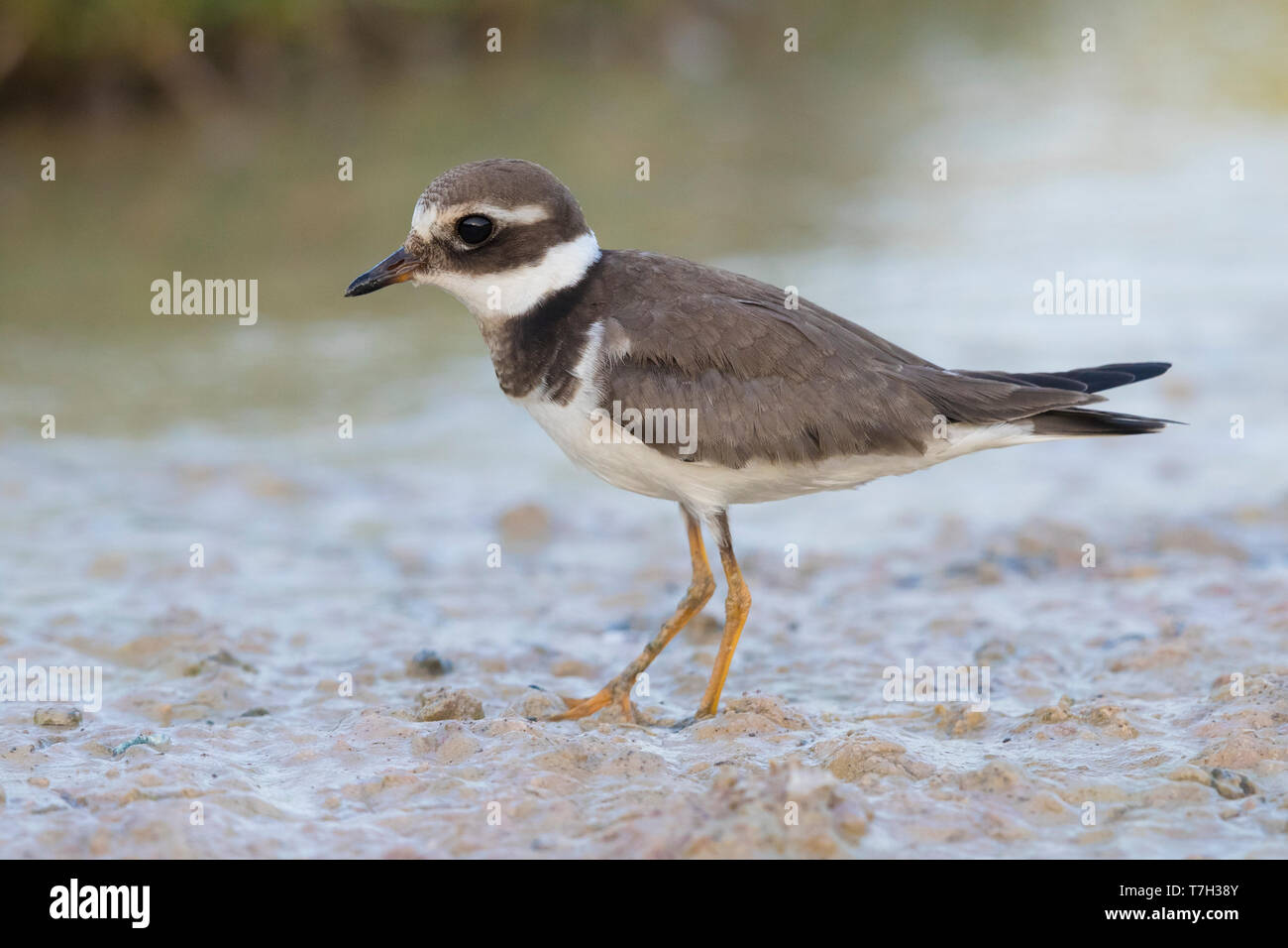 Ringed Plover (Charadrius hiaticula), side view of an adult in winter ...