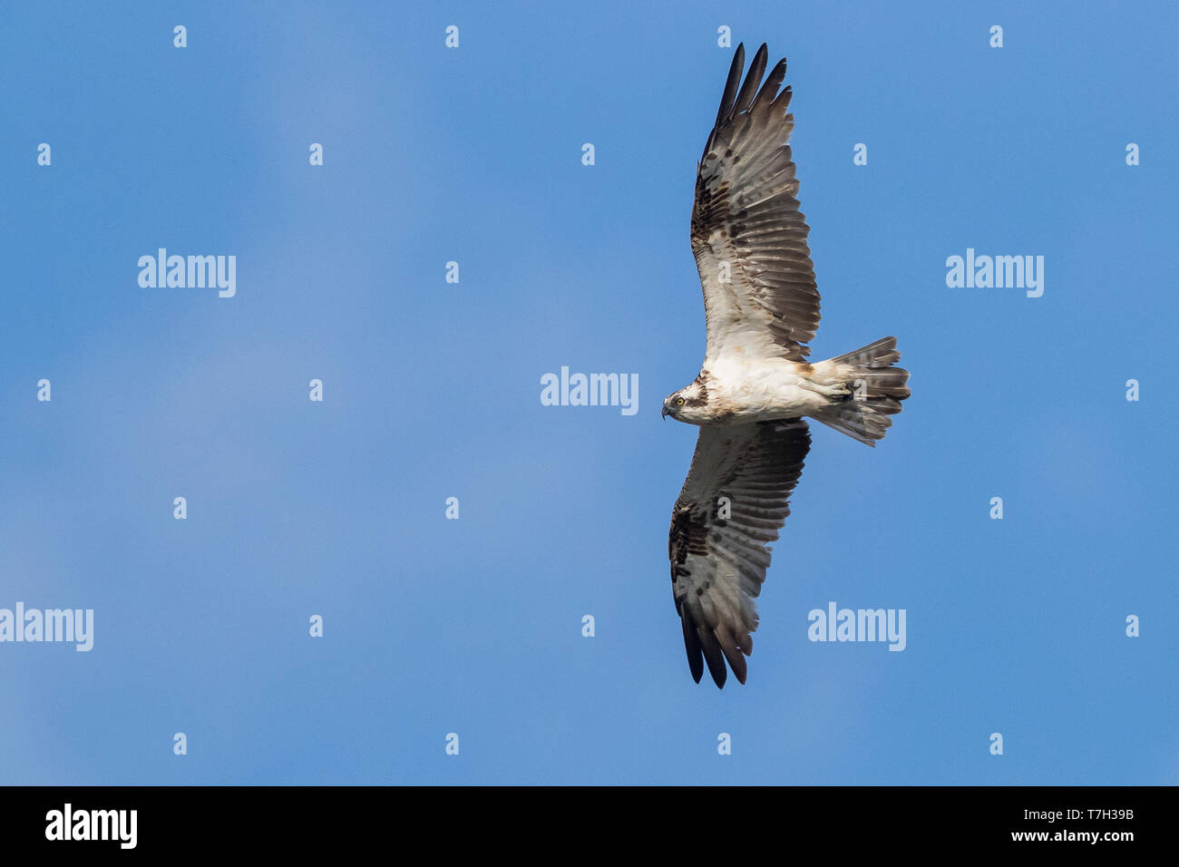 Juvenile osprey flying hi-res stock photography and images - Alamy