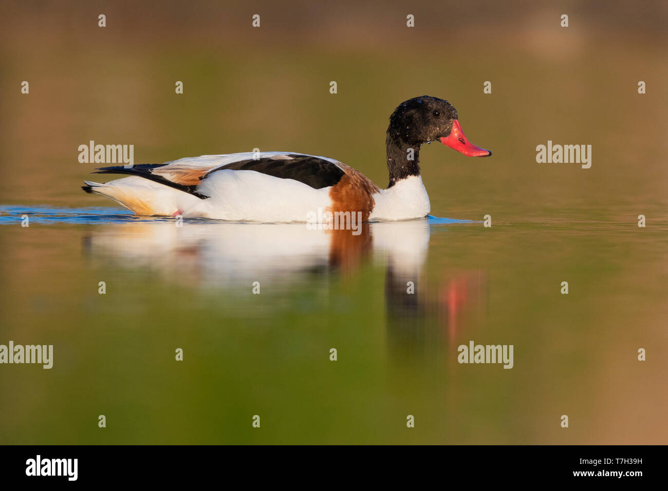 Common Shelduck (Tadorna tadorna), side view of an immature male ...