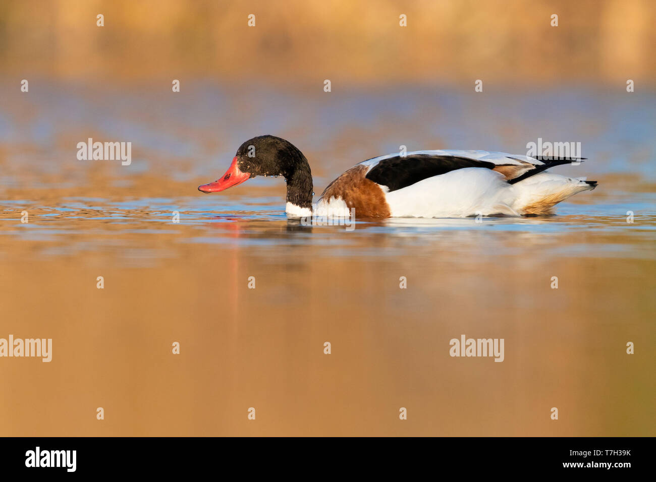 Common Shelduck (Tadorna tadorna), side view of an immature male ...