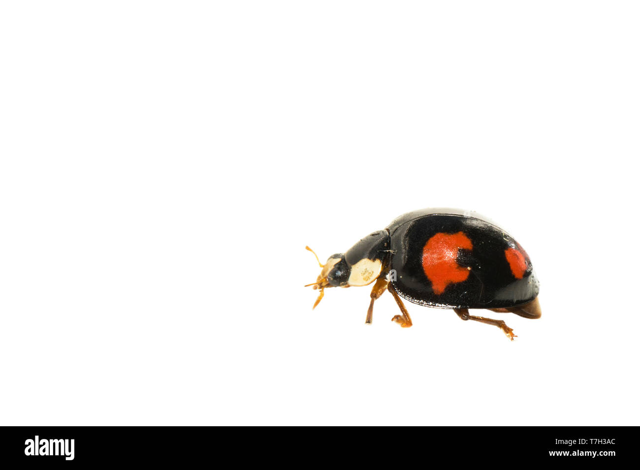 Ten-spotted ladybird, Adalia decempunctata Stock Photo - Alamy