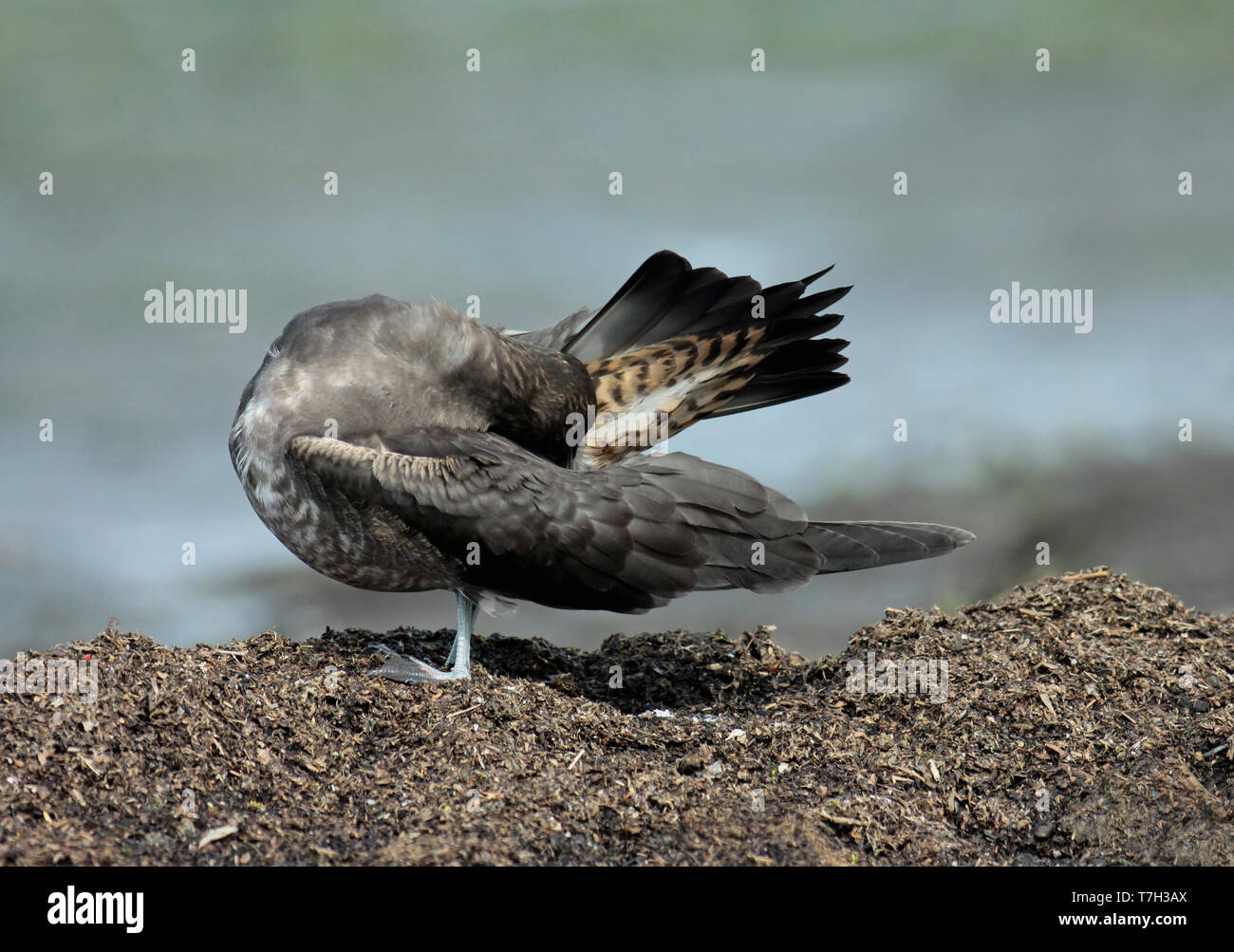 Arctic Skua (Stercorarius parasiticus), juvenile standing, seen from ...