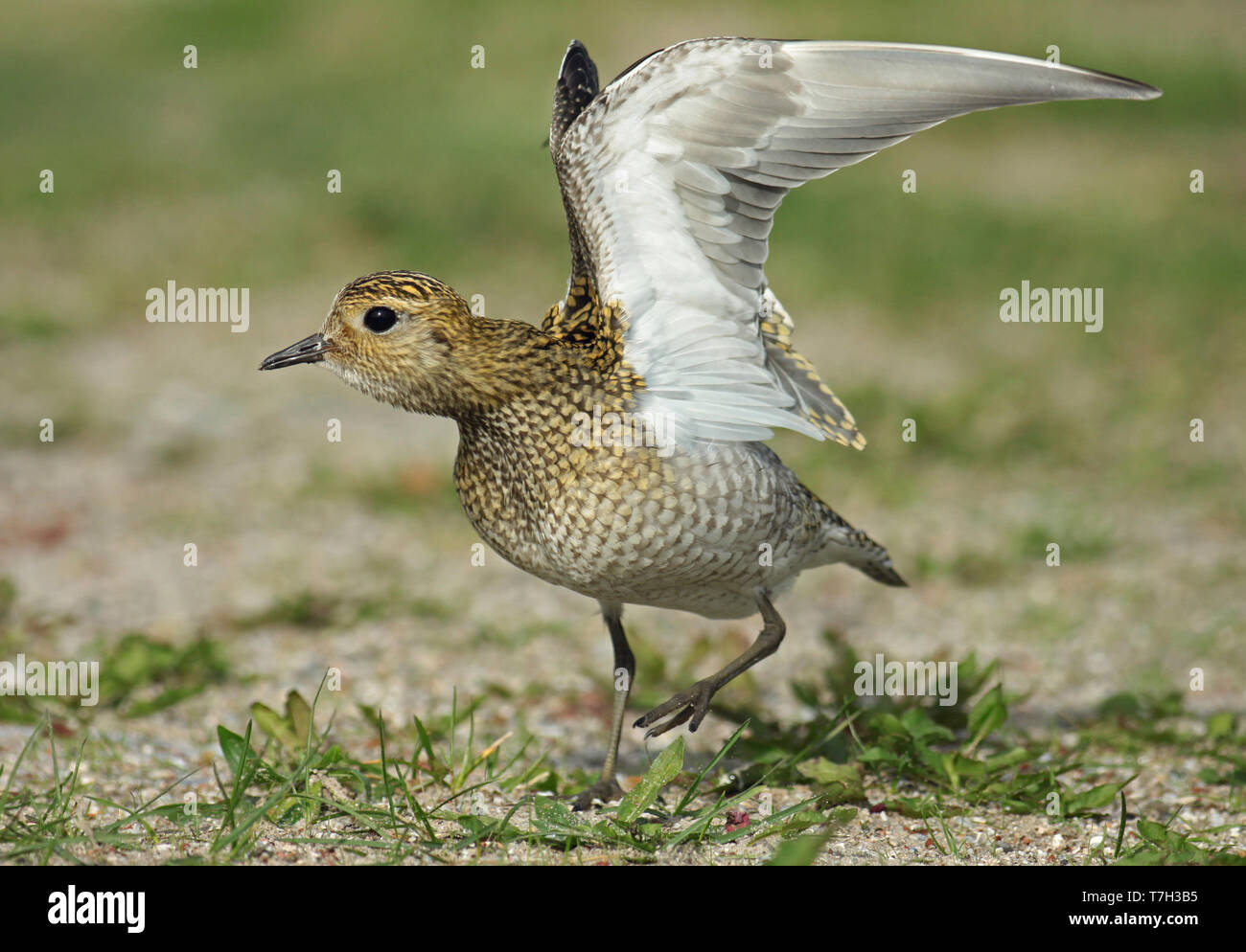 European Golden Plover (Pluvialis apricaria), first-winter standing ...
