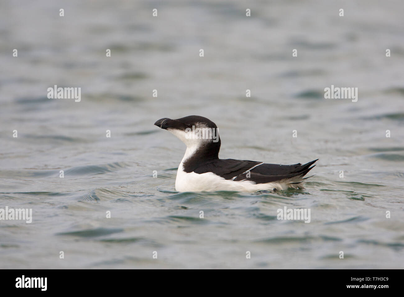 Adult Razorbill in winter plumage swimming in harbour of Terschelling ...