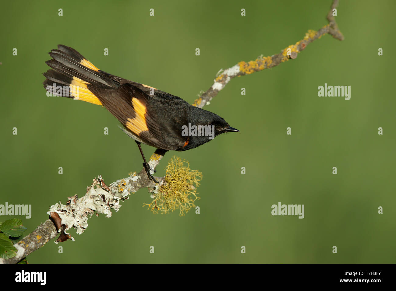Adult male American Redstart (Setophaga ruticilla) Galveston Co., Texas ...