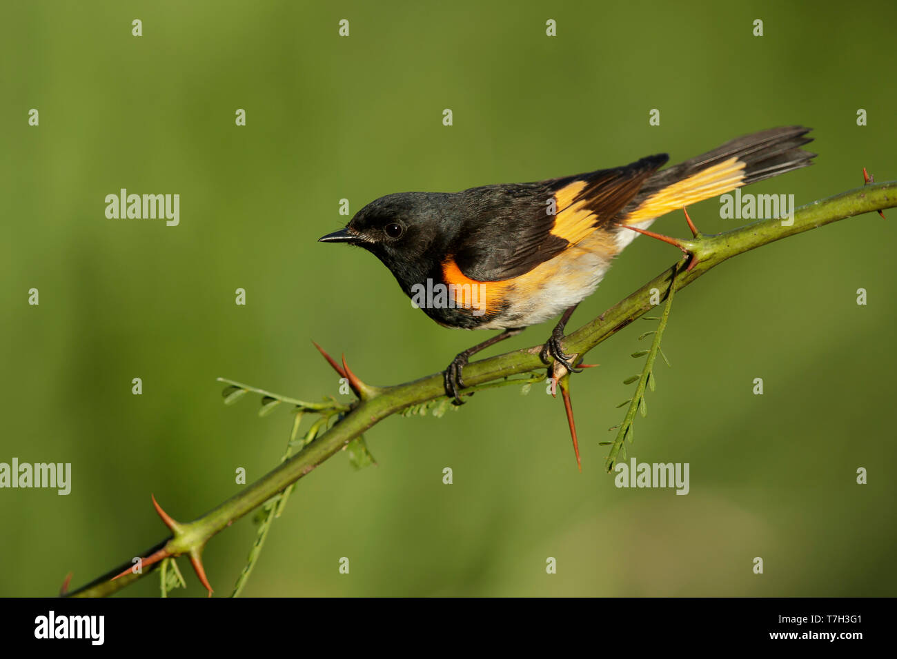 Adult male American Redstart (Setophaga ruticilla) Galveston Co., Texas ...