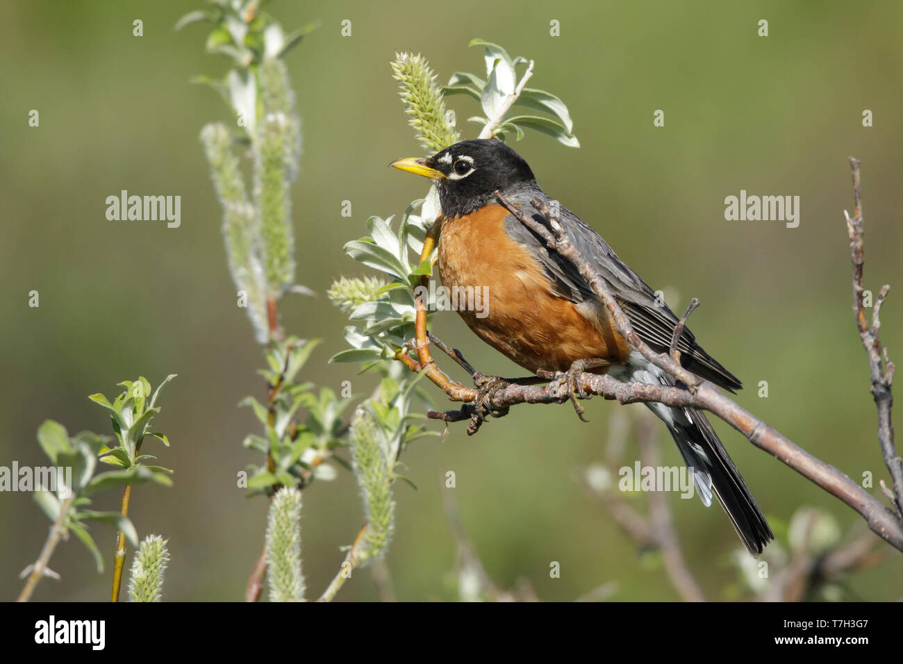 Adult male American Robin (Turdus migratorius) in breeding plumage on ...