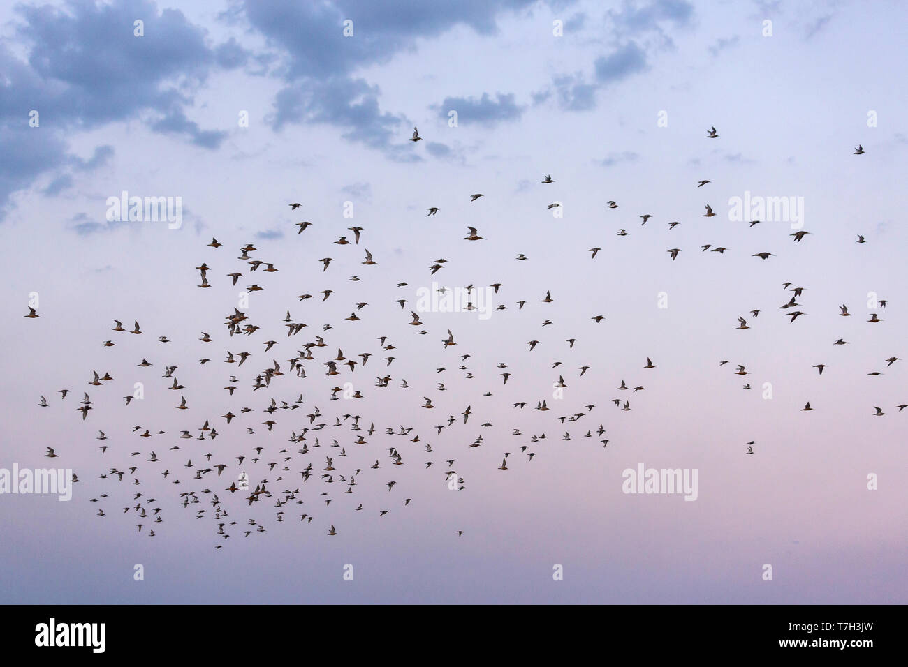 Flock of waders flying over the German Wadden Sea (Bar-tailed godwits ...