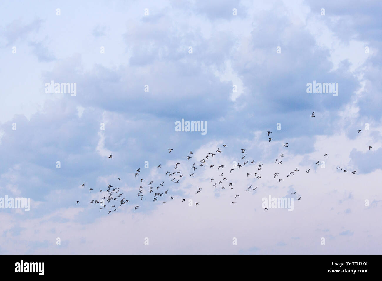 Flock of waders flying over the German Wadden Sea (Bar-tailed godwits ...