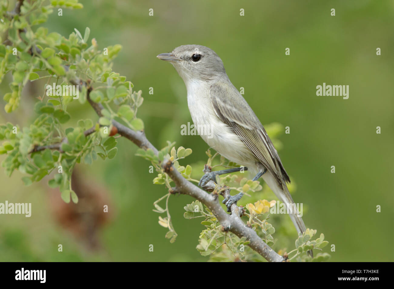 Bells vireo hi-res stock photography and images - Alamy