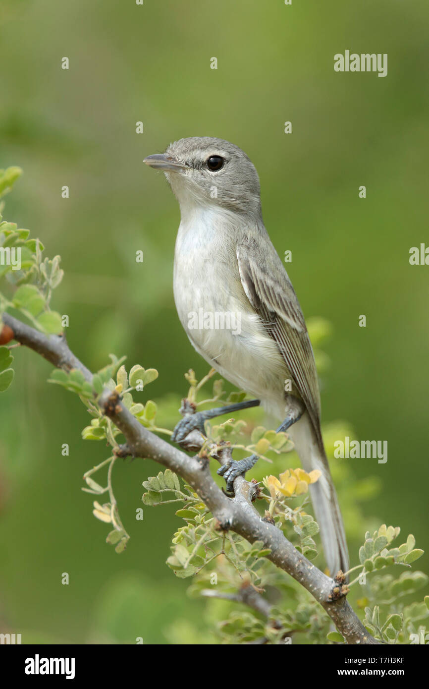 Adult on branche hi-res stock photography and images - Alamy