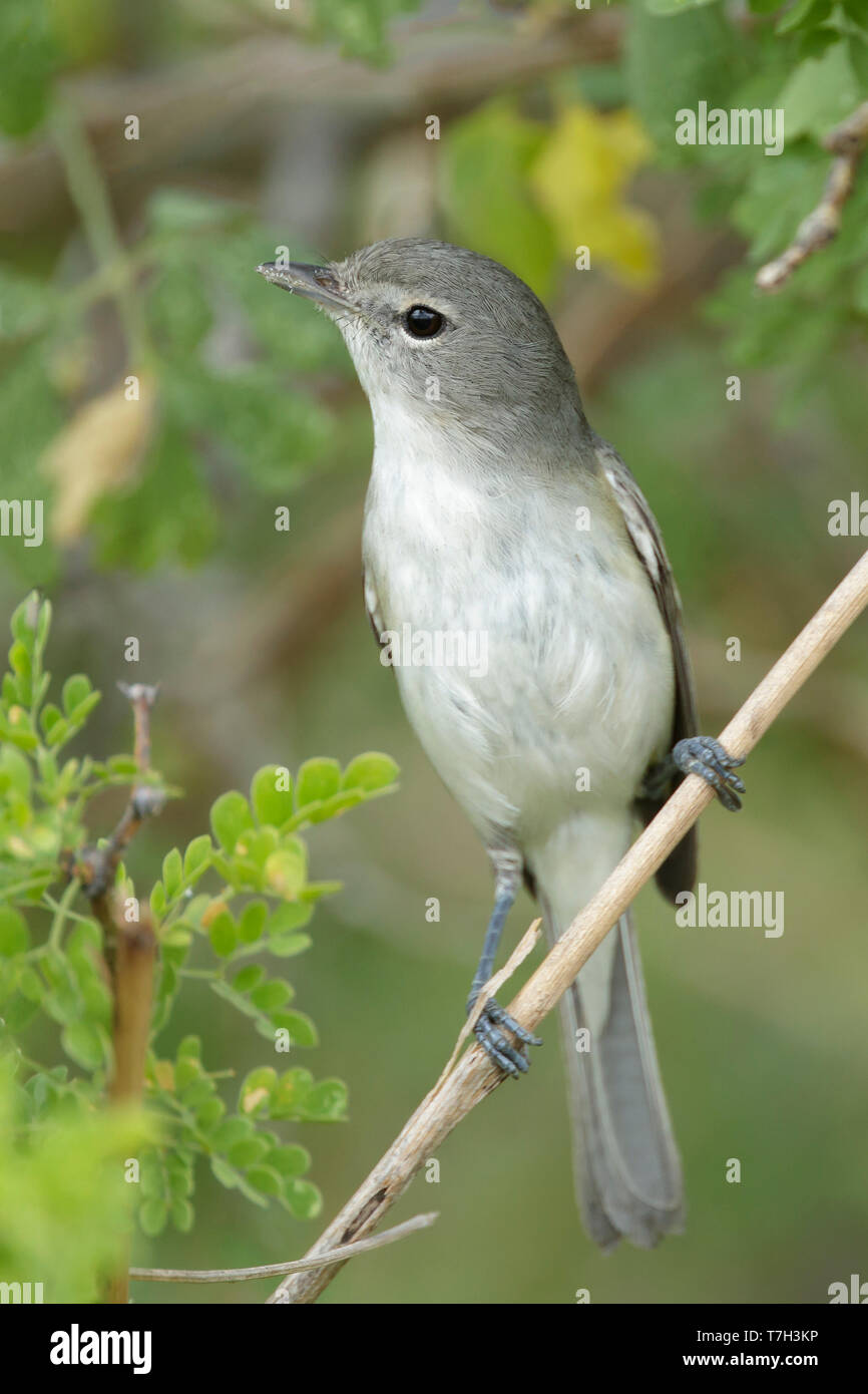 Bells vireo hi-res stock photography and images - Alamy