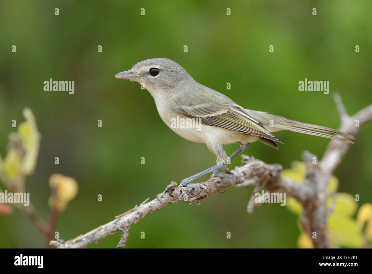 Adult on branche hi-res stock photography and images - Alamy