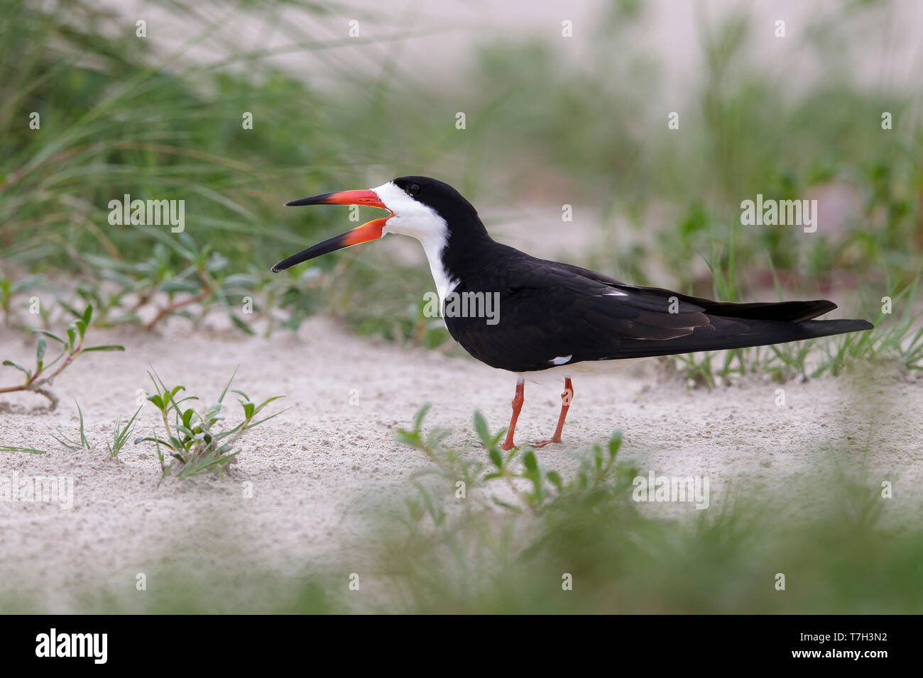 Adult Black Skimmer (Rynchops niger) standing on the beah Galveston Co ...