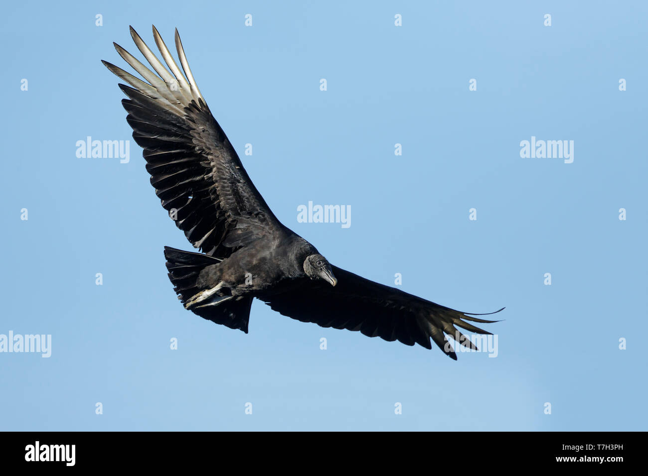 Adult Black Vulture Galveston Co., Texas April 2017 Stock Photo - Alamy
