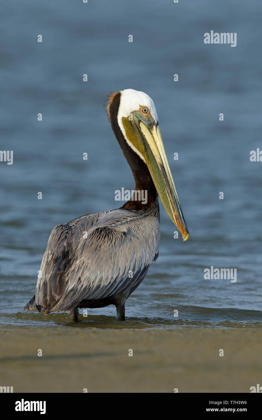 Adult Brown Pelican (Pelecanus occidentalis) in full breeding plumage ...
