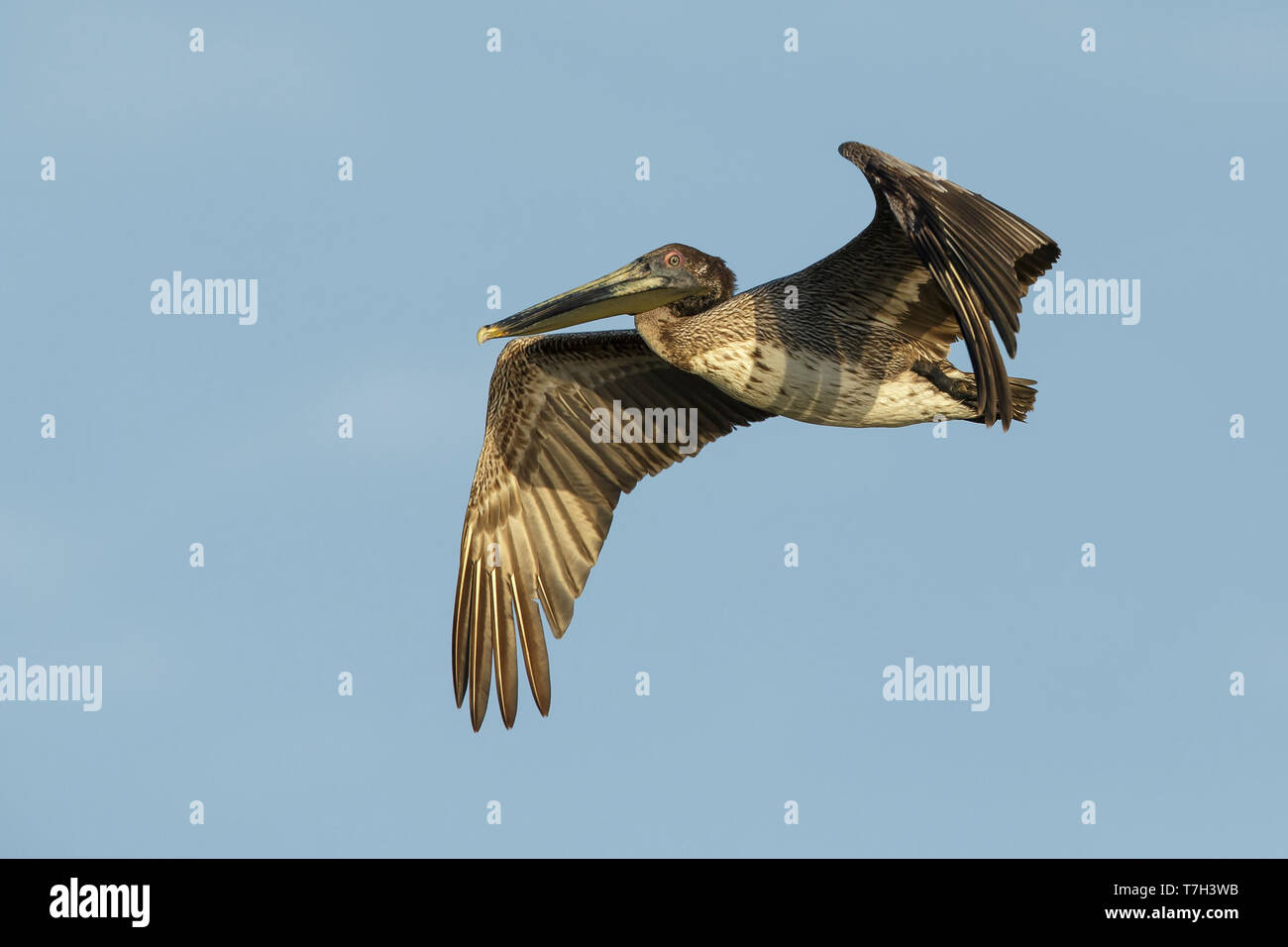 Immature Brown Pelican (Pelecanus occidentalis) in full breeding ...
