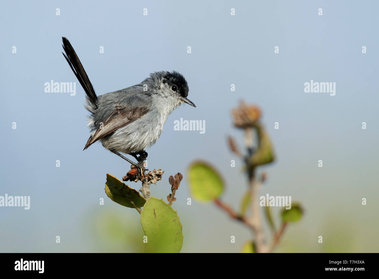 Adult male California Gnatcatcher (Polioptila californica) in breeding ...
