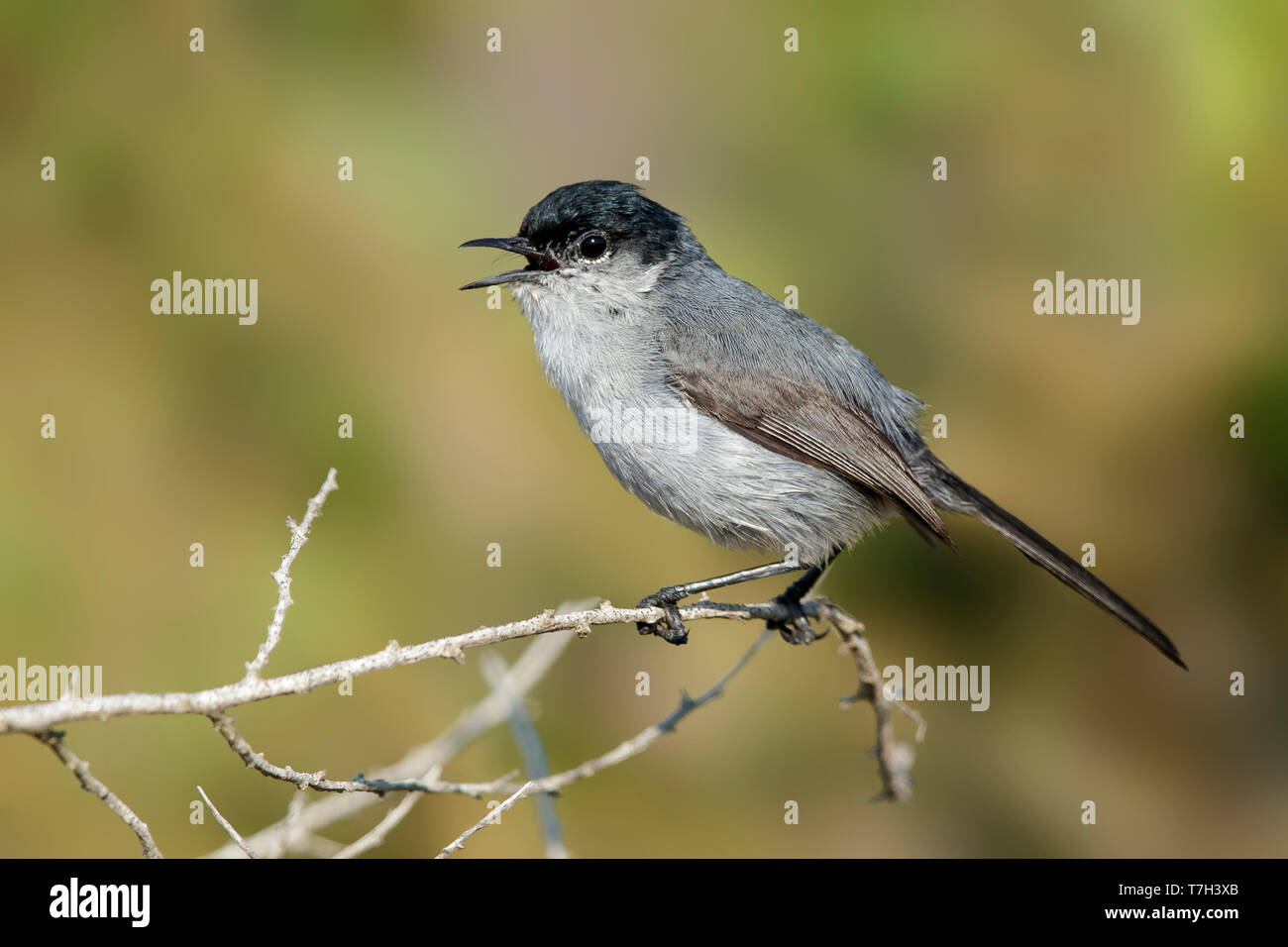 Adult male California Gnatcatcher (Polioptila californica) in breeding ...