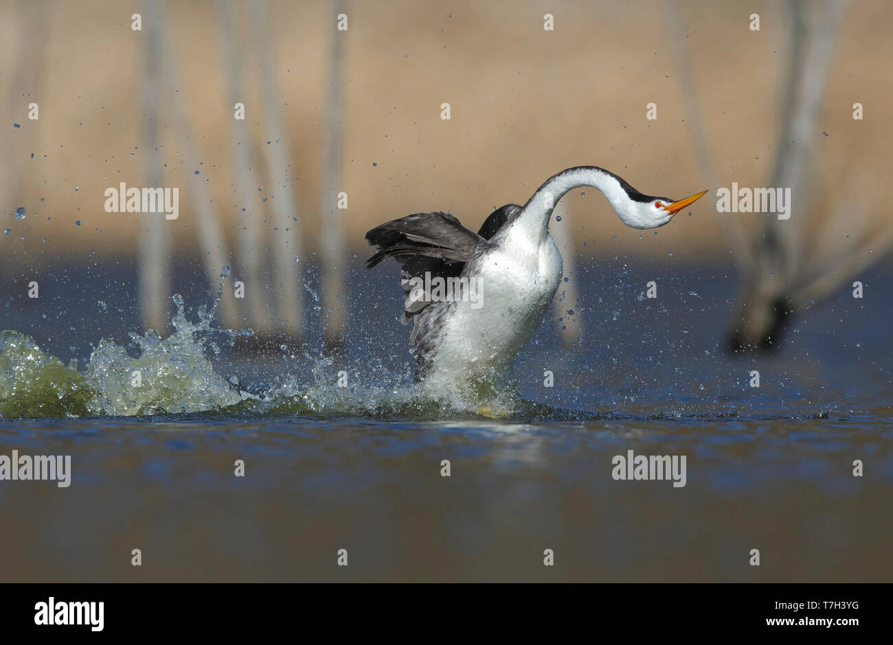 Adult in "rushing" display One Clark's Grebe (Aechmophorus clarkii) in ...
